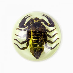 Real Insect Half Dome Paperweights: Scorpions, Tarantulas and Green Ch ...