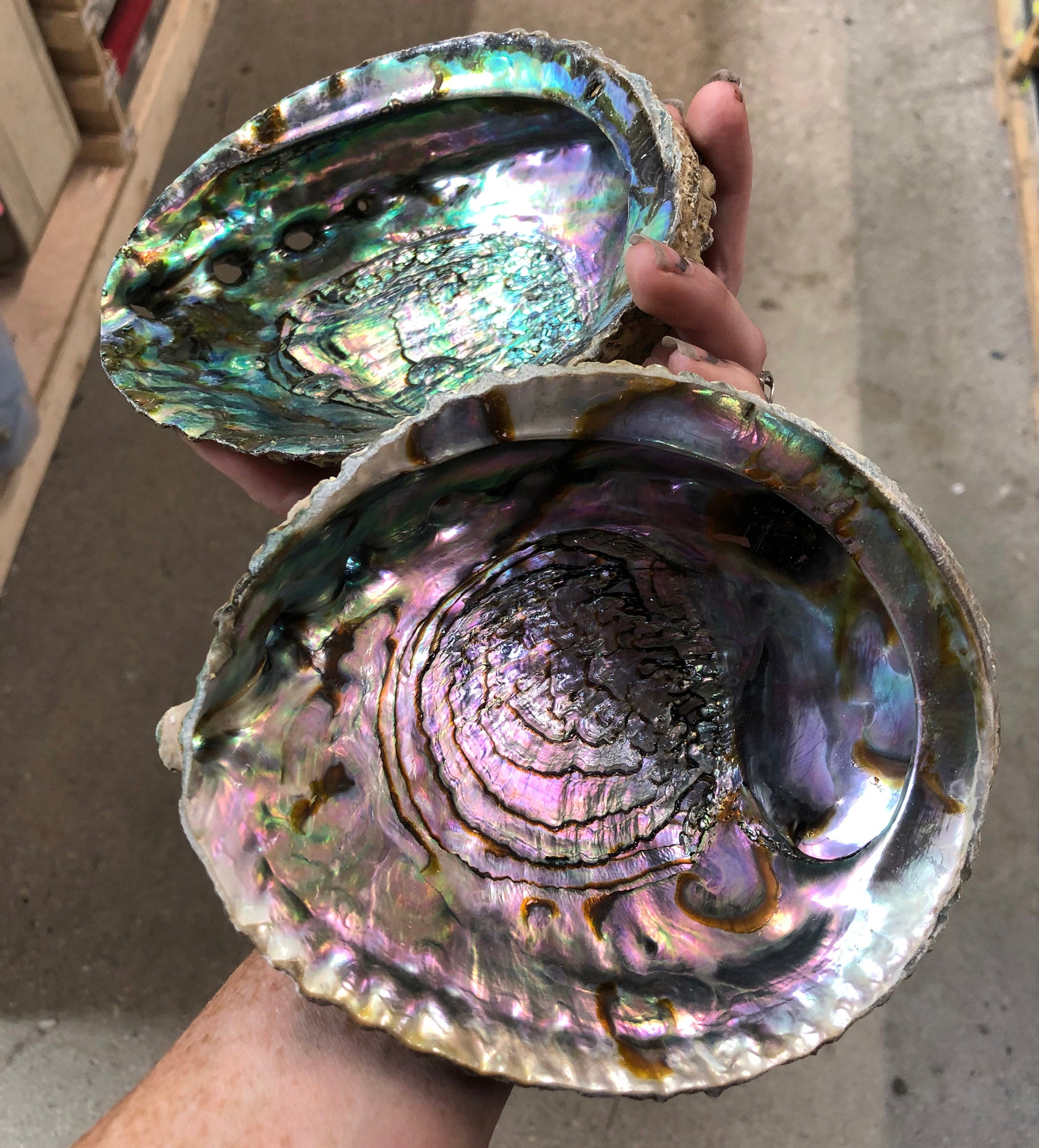 Abalone Smudge Dish, 5"-6" Natural Shell Smudging Bowl