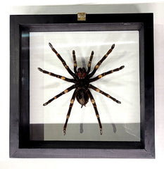 Real Peruvian Orange Striped Tarantula Specimen Mount: Single Large Sp ...