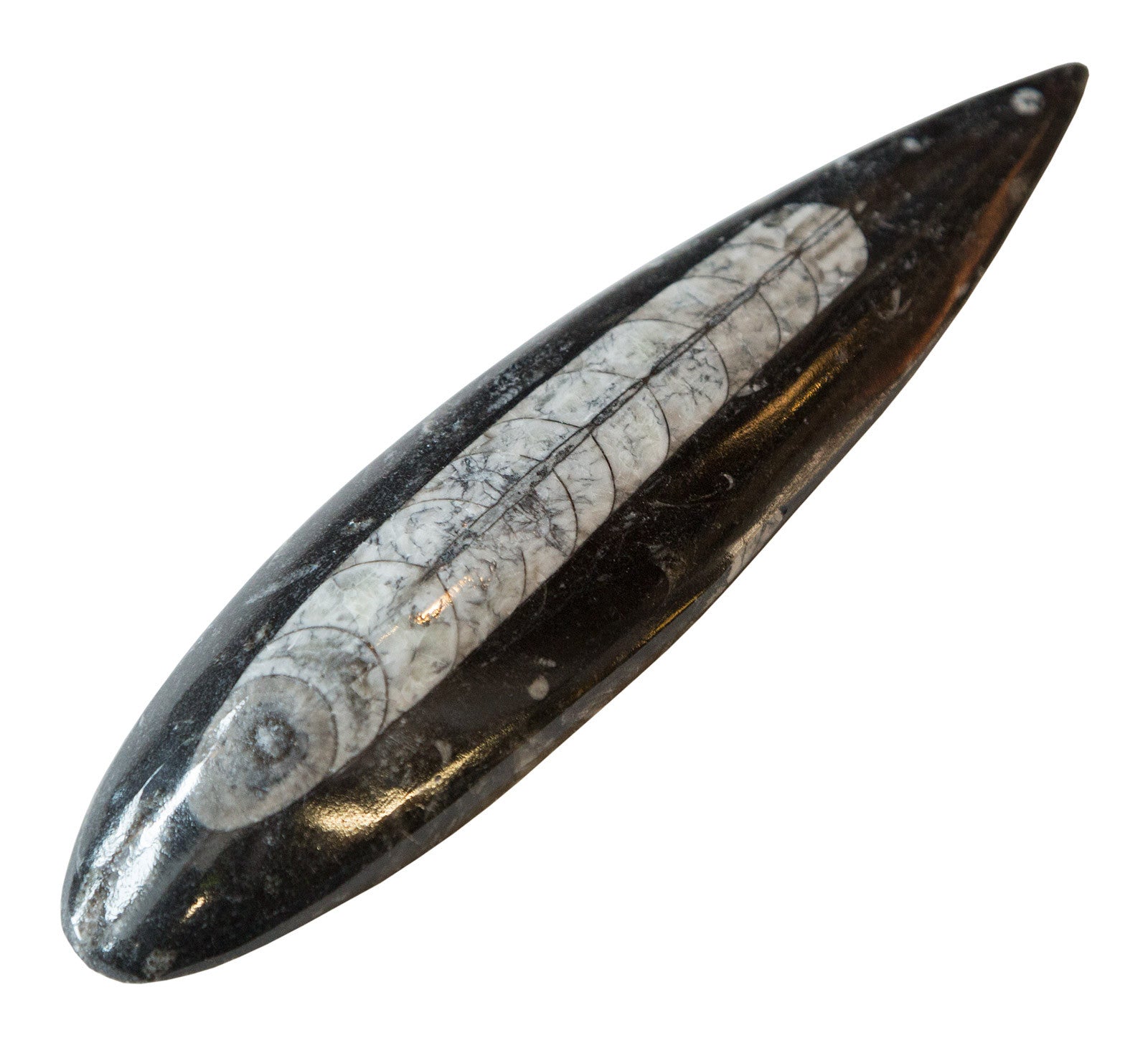 Orthoceras Fossil in Black Marble, by Well Done Goods