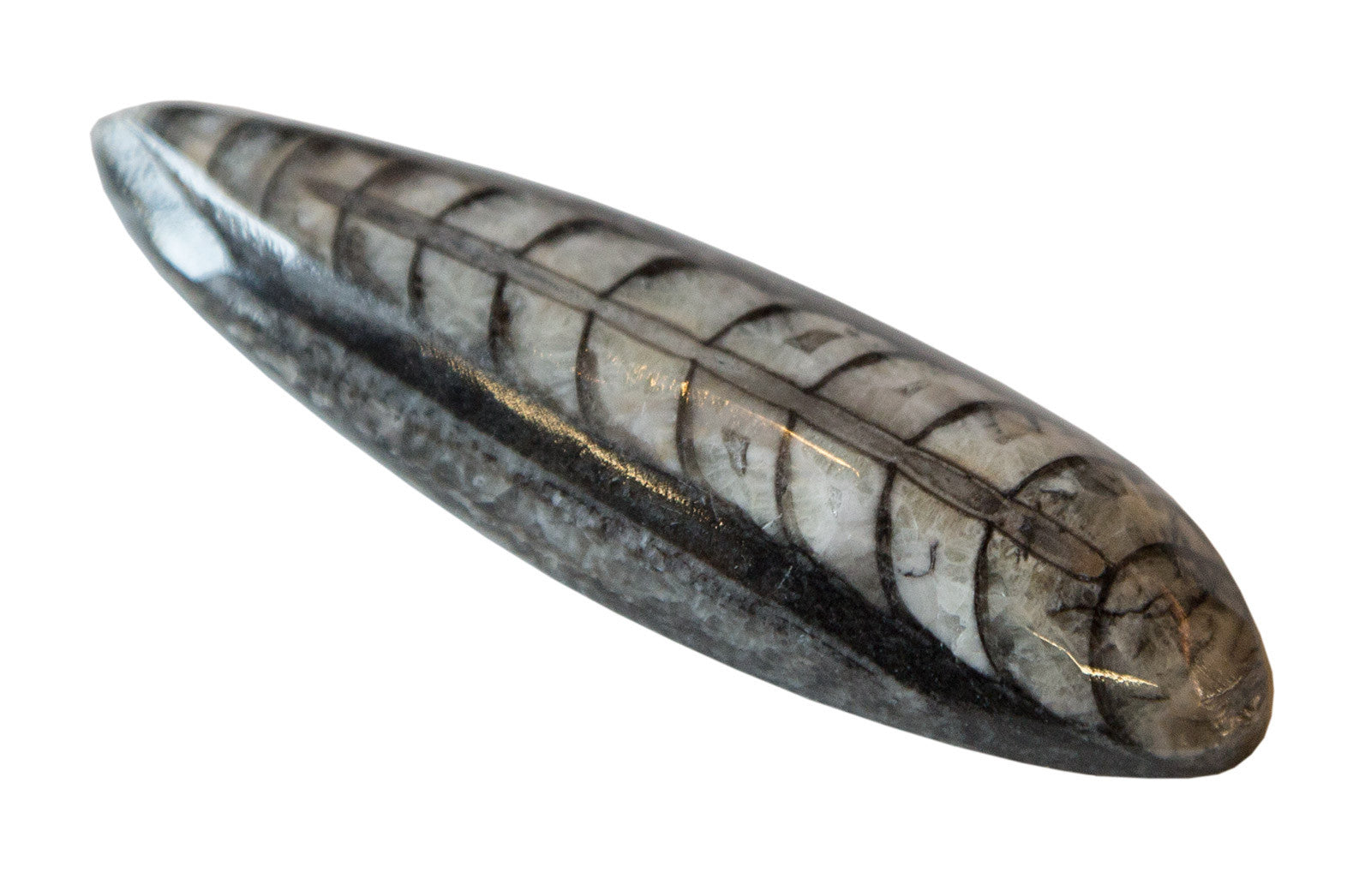 Orthoceras Fossil in Black Marble, by Well Done Goods